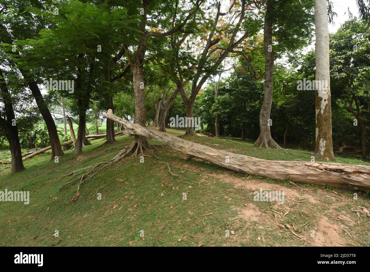 The ancient mound of Chandraketugarh or king Chandraketu's fortified ...