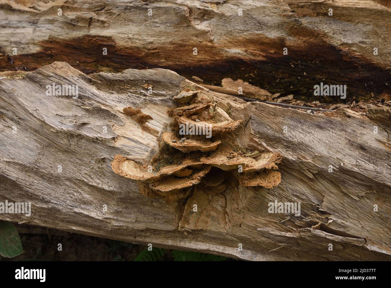 Fungi developed in summer on wood at Chandraketugarh, Berachampa, South ...