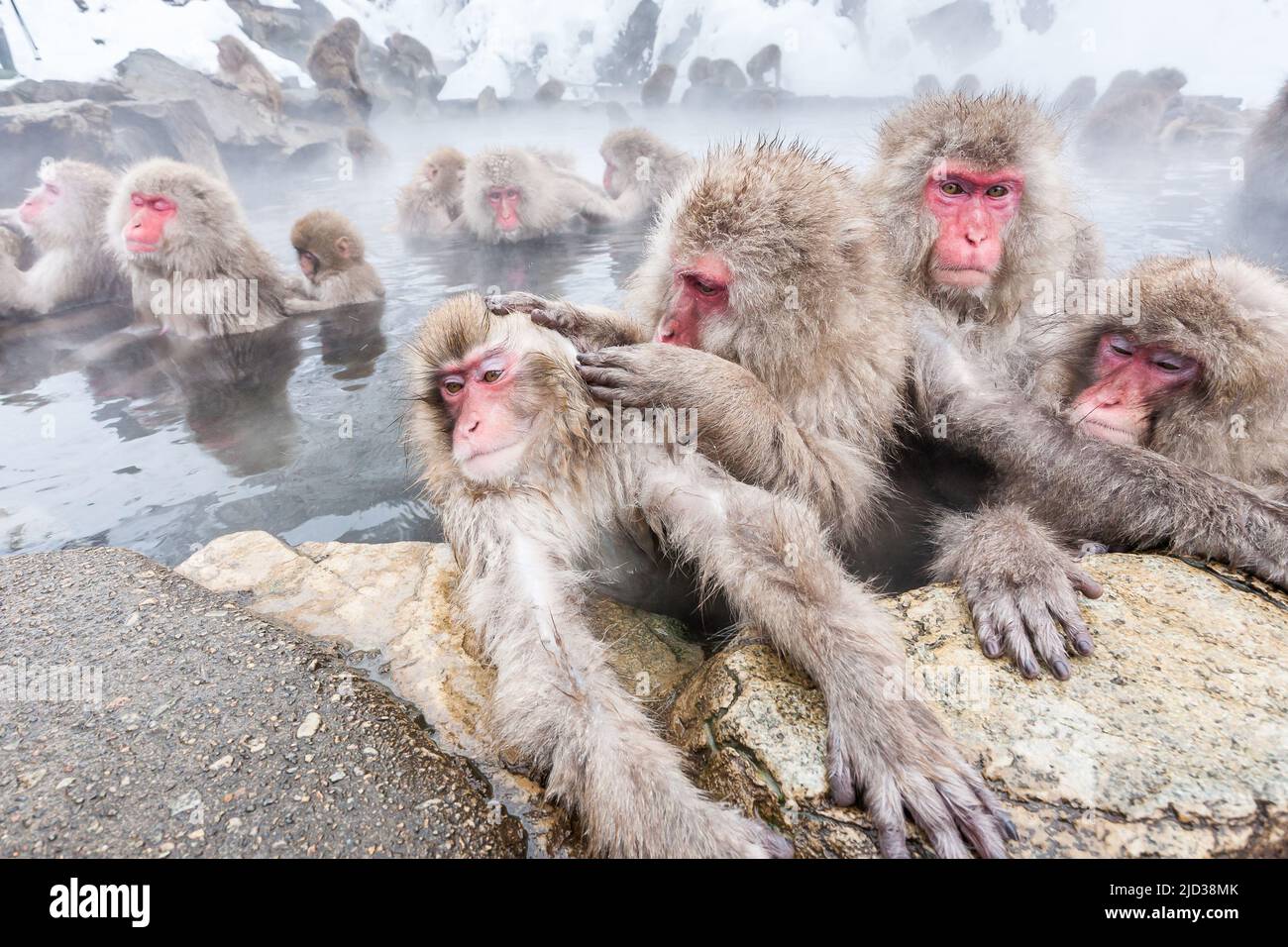 Group of snow monkeys sitting in a hot spring, Japan Stock Photo - Alamy