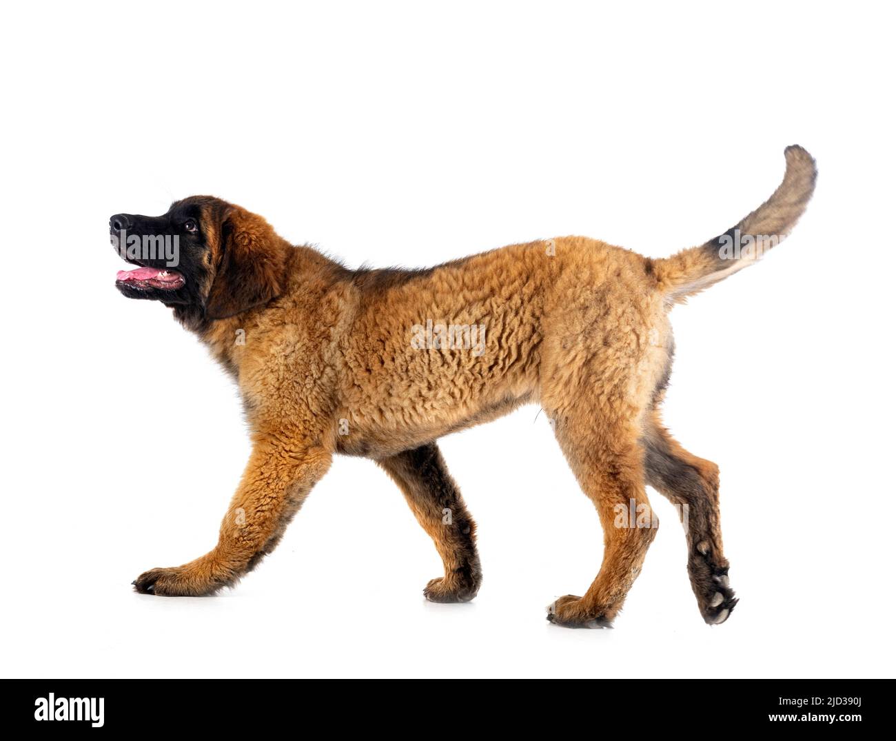 Leonberger running hi-res stock photography and images - Alamy
