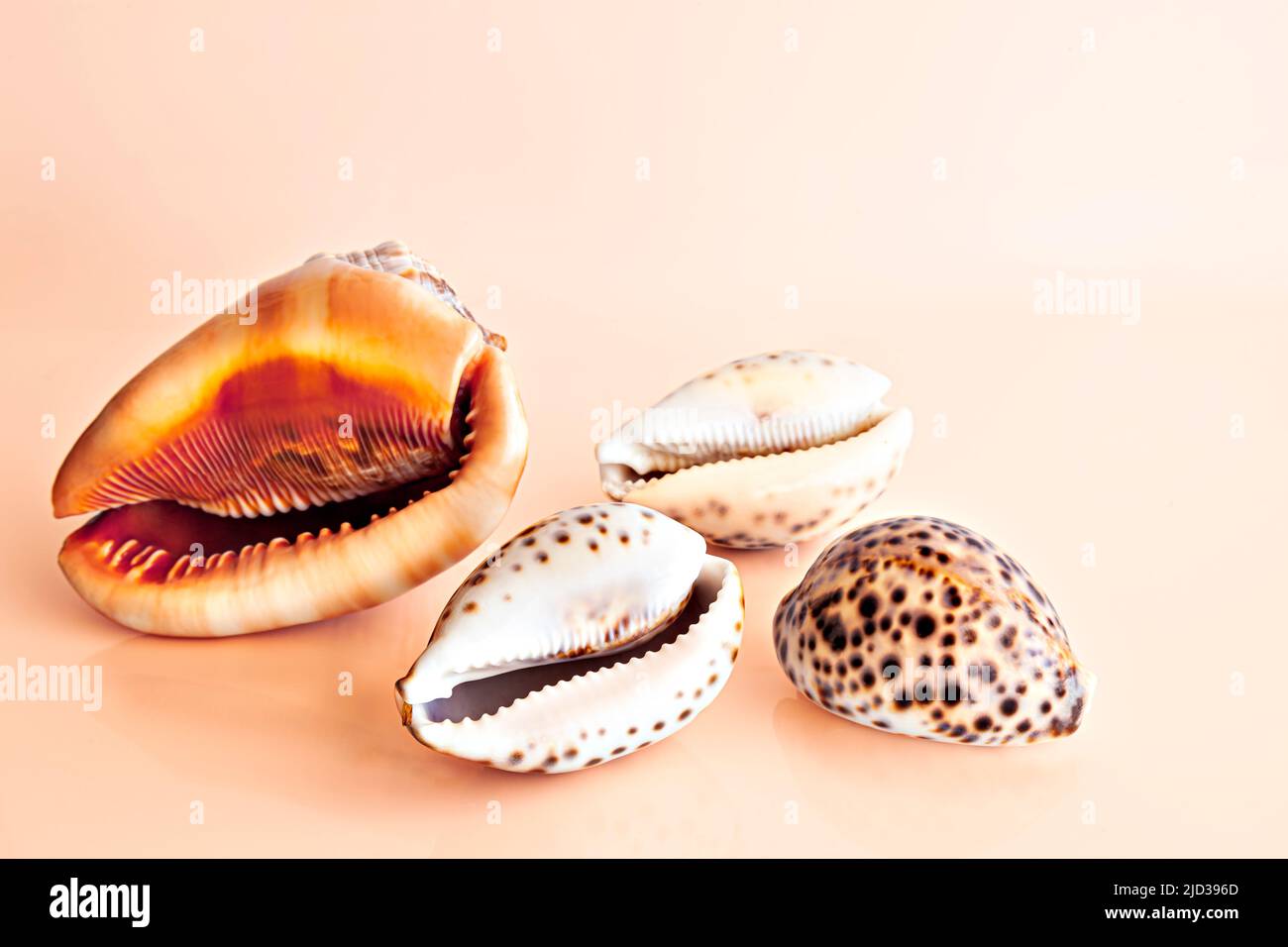 Four mollusk shells, Cassis rufa, turbo petholatus, on an orange ...