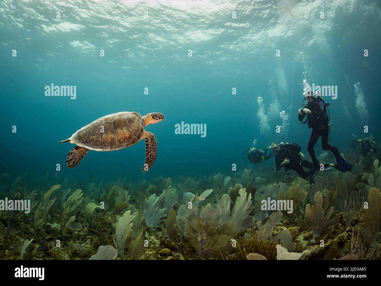 Divers and turtle off the East Coast of the Caribbean island of Boniare ...