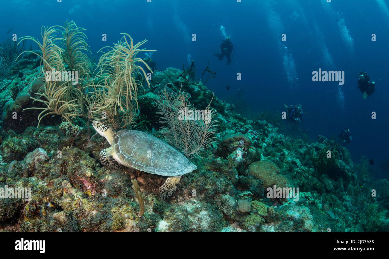Divers and turtle off the East Coast of the Caribbean island of Boniare ...