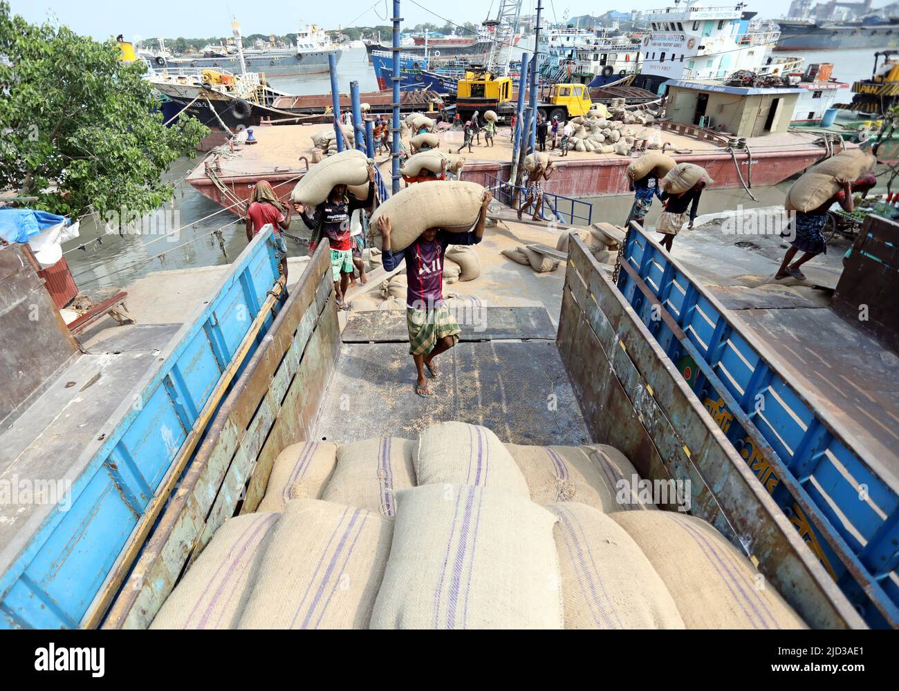 Workers are unloading wheat from Canada.Workers unload the cargo In the ...