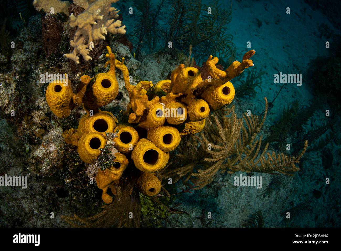 Branching tube sponge (Pseudoceratina crass) on the G-Spot divesite off ...