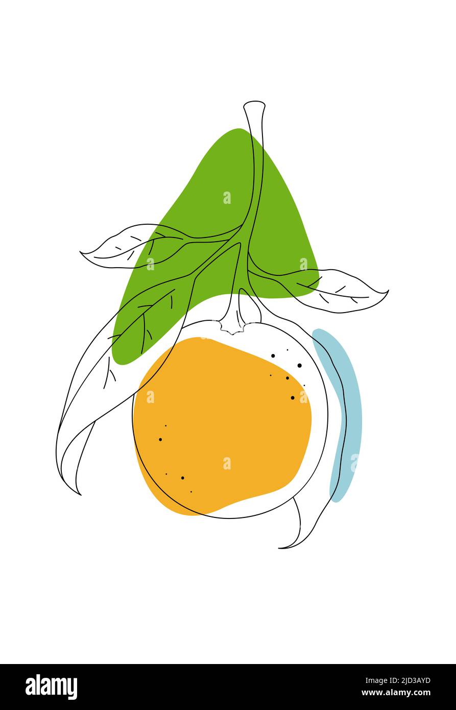 Botanical drawing citrus Cut Out Stock Images & Pictures - Alamy