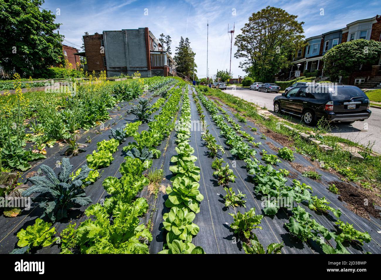 Urban Farming in Baltimore, United States Stock Photo - Alamy