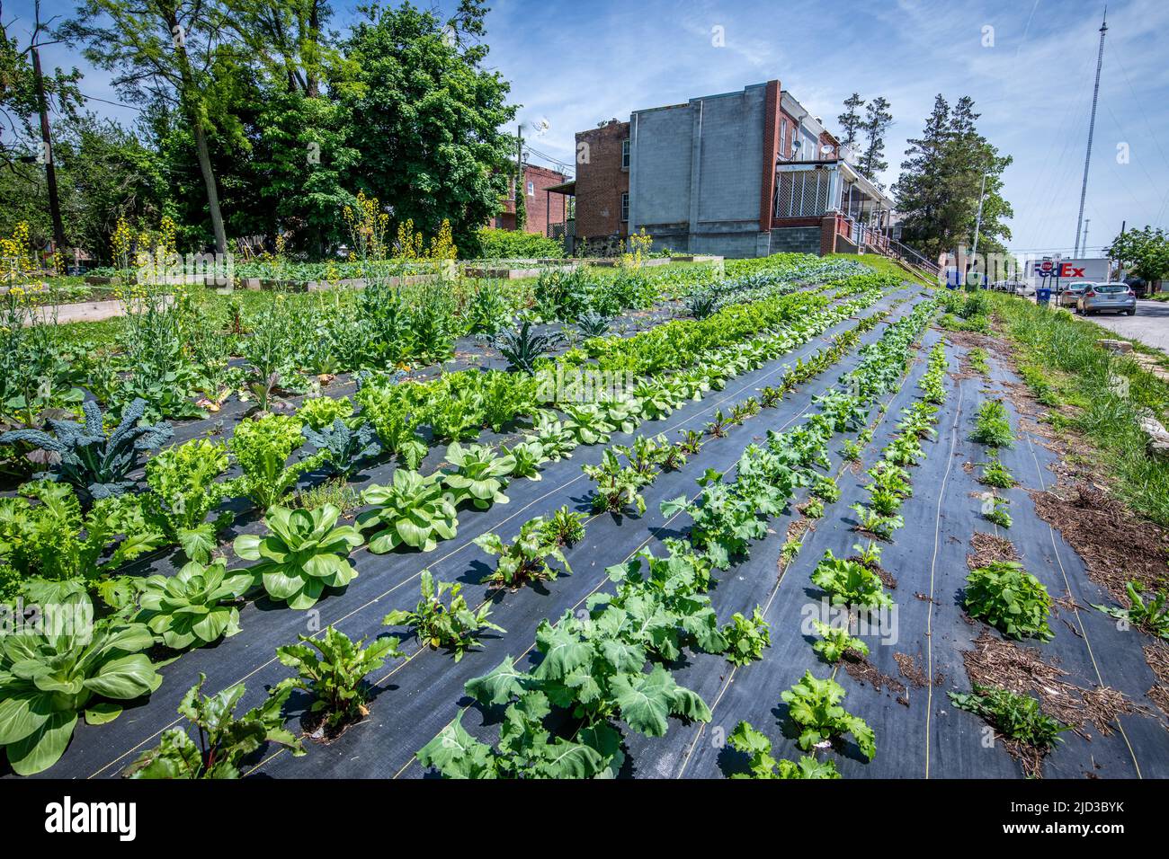 Urban Farming in Baltimore, United States Stock Photo - Alamy