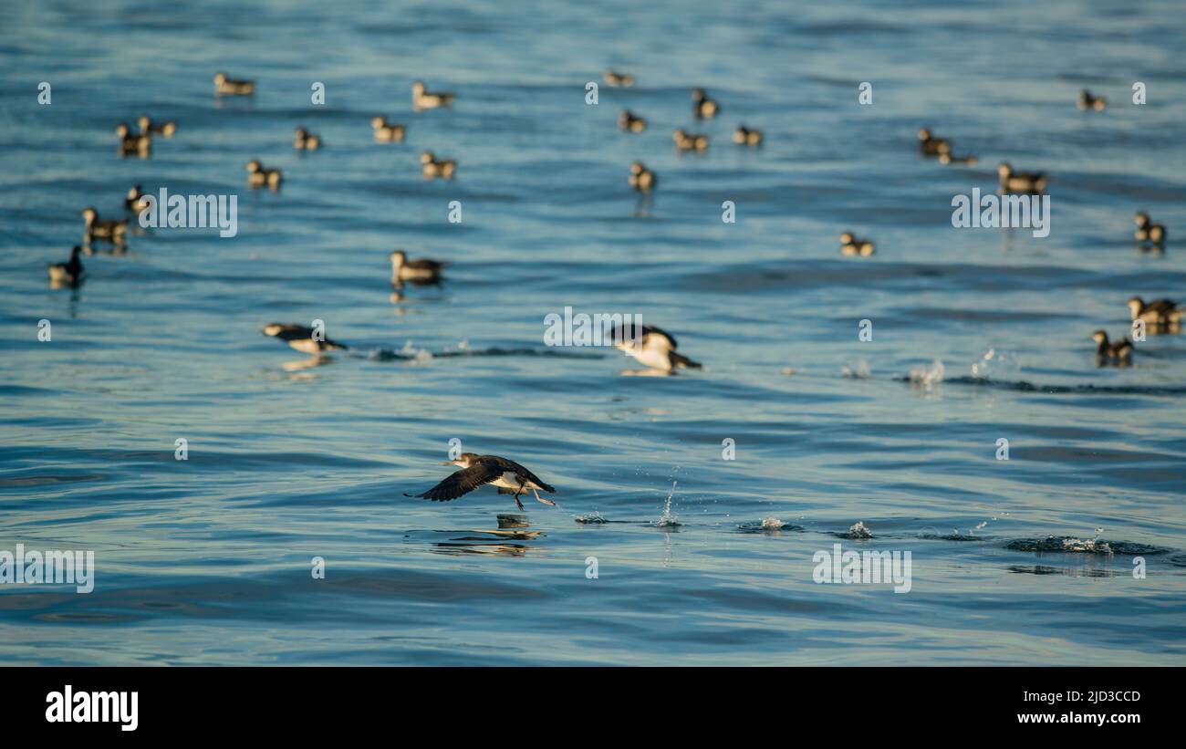 Manx shearwater (Puffinus puffinus) in St Brides Bay, Wales, UK Stock ...
