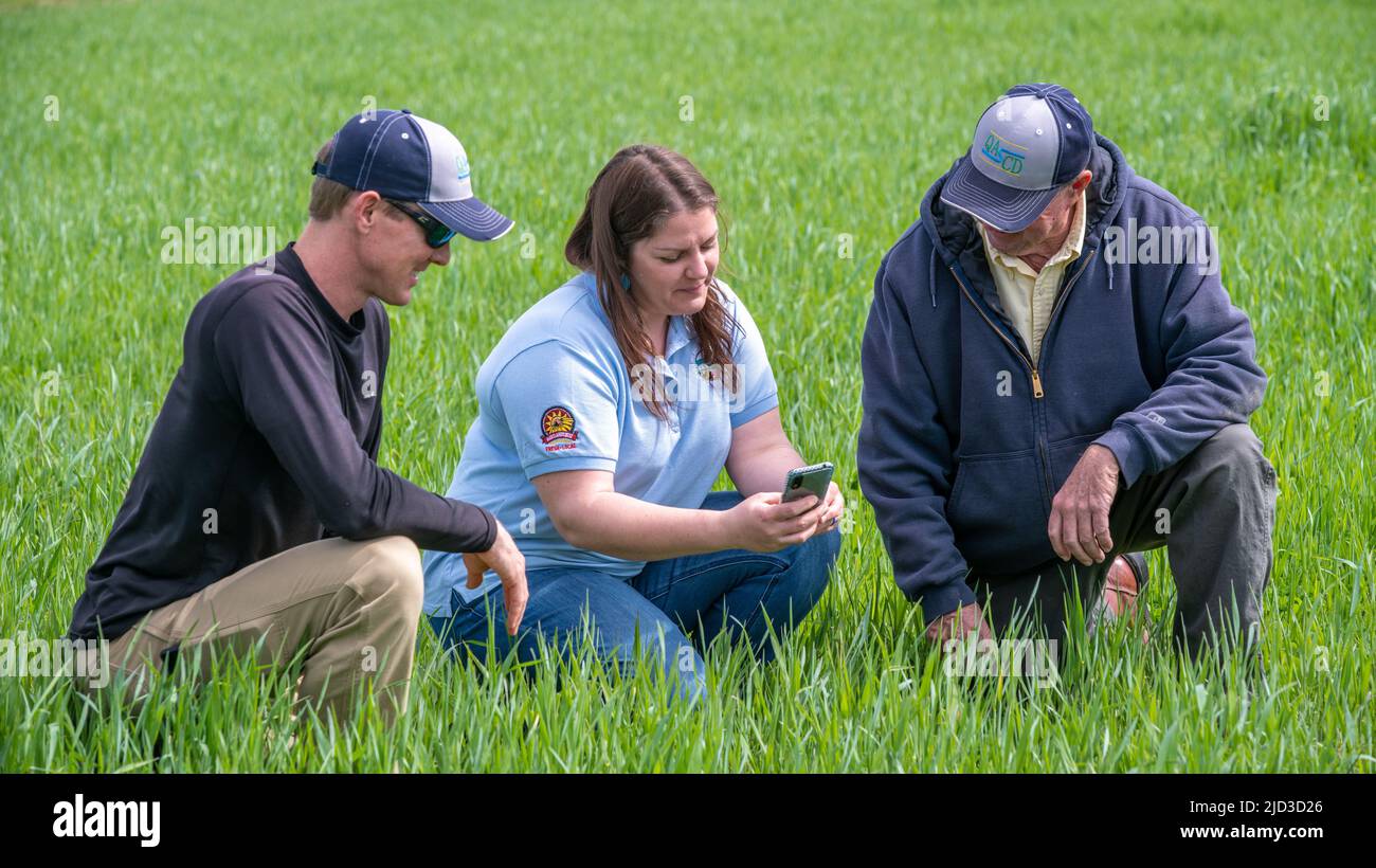 Cover Crops eastern Shore Stock Photo - Alamy