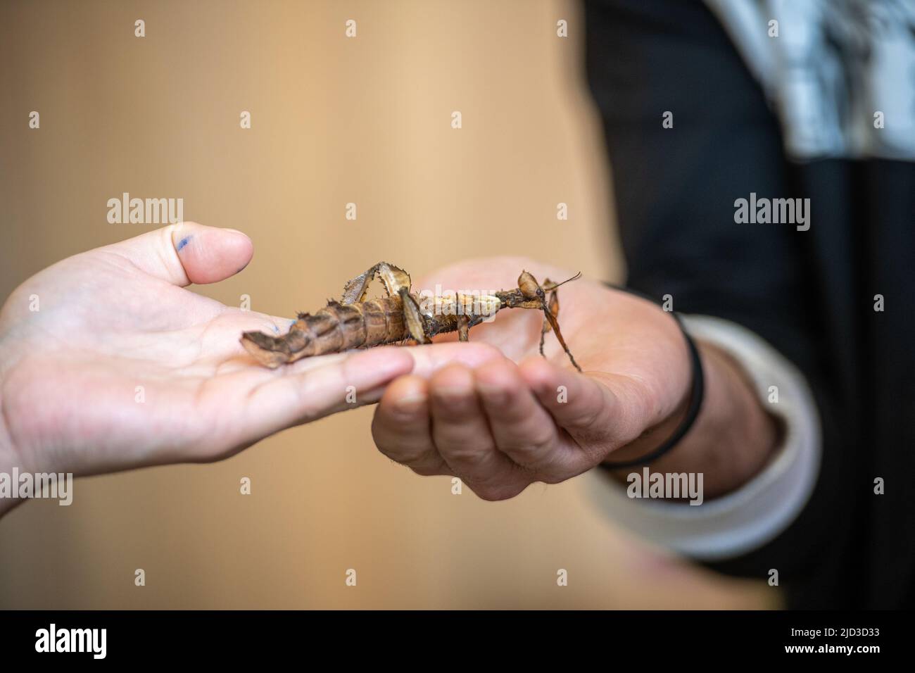 child holding stick insect Stock Photo - Alamy