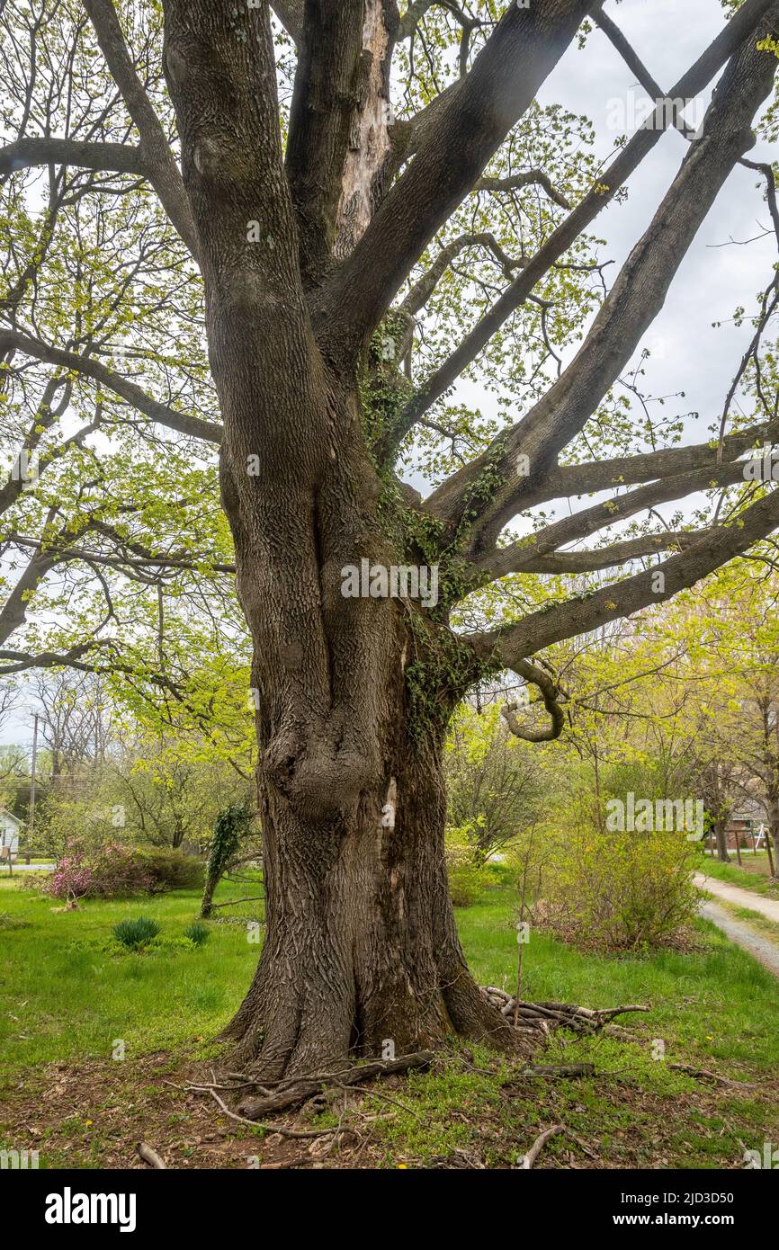 Norway Maple Tree Stock Photo - Alamy