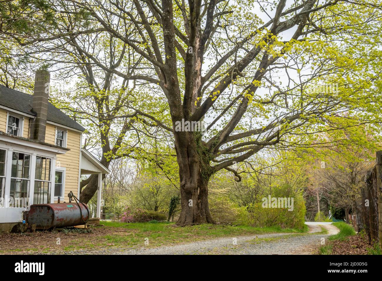 Norway Maple Tree Stock Photo - Alamy