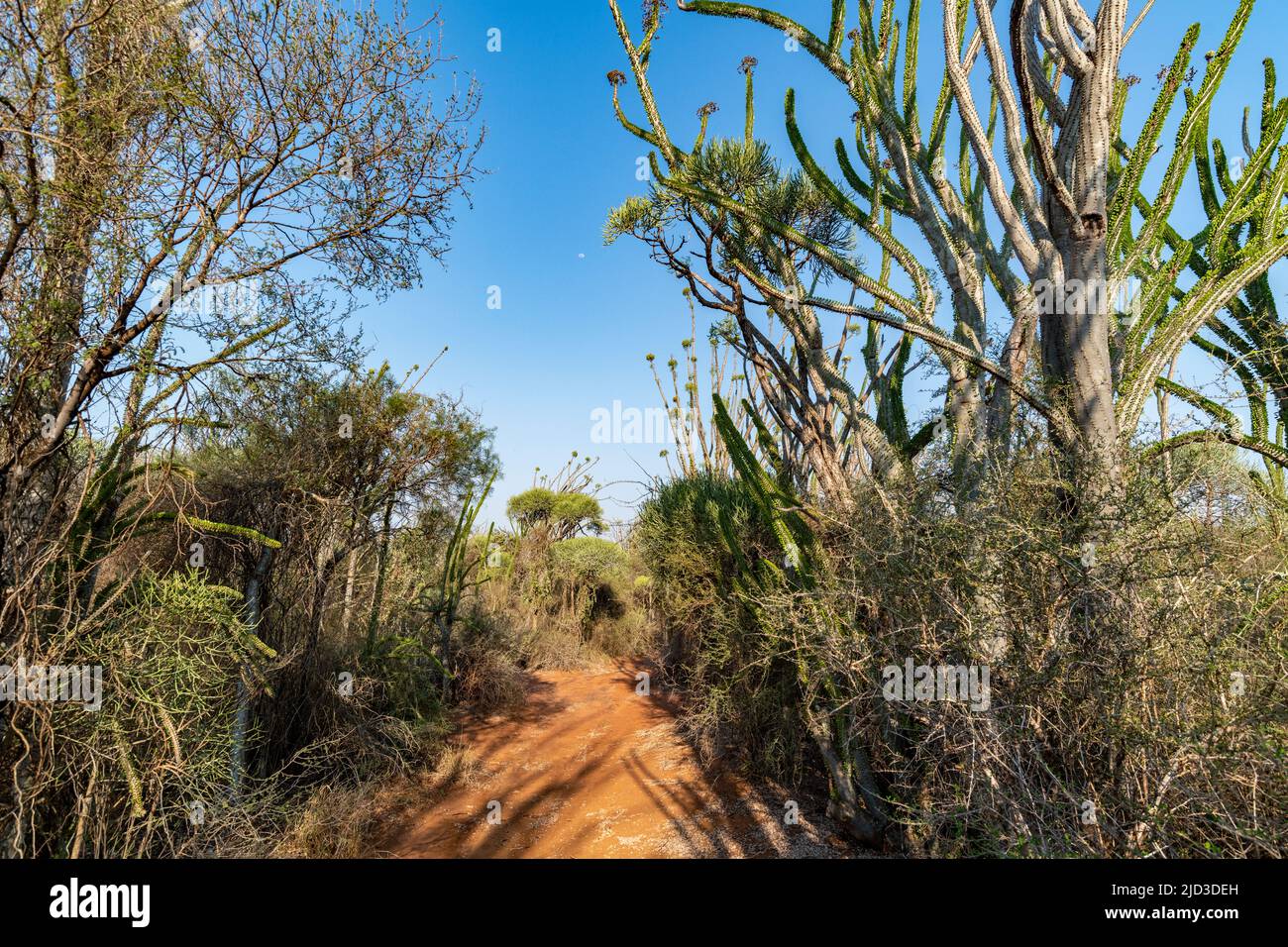 Madagascar spiny thickets at Berenty Reserve (Anosy), Madagascar. 48% ...