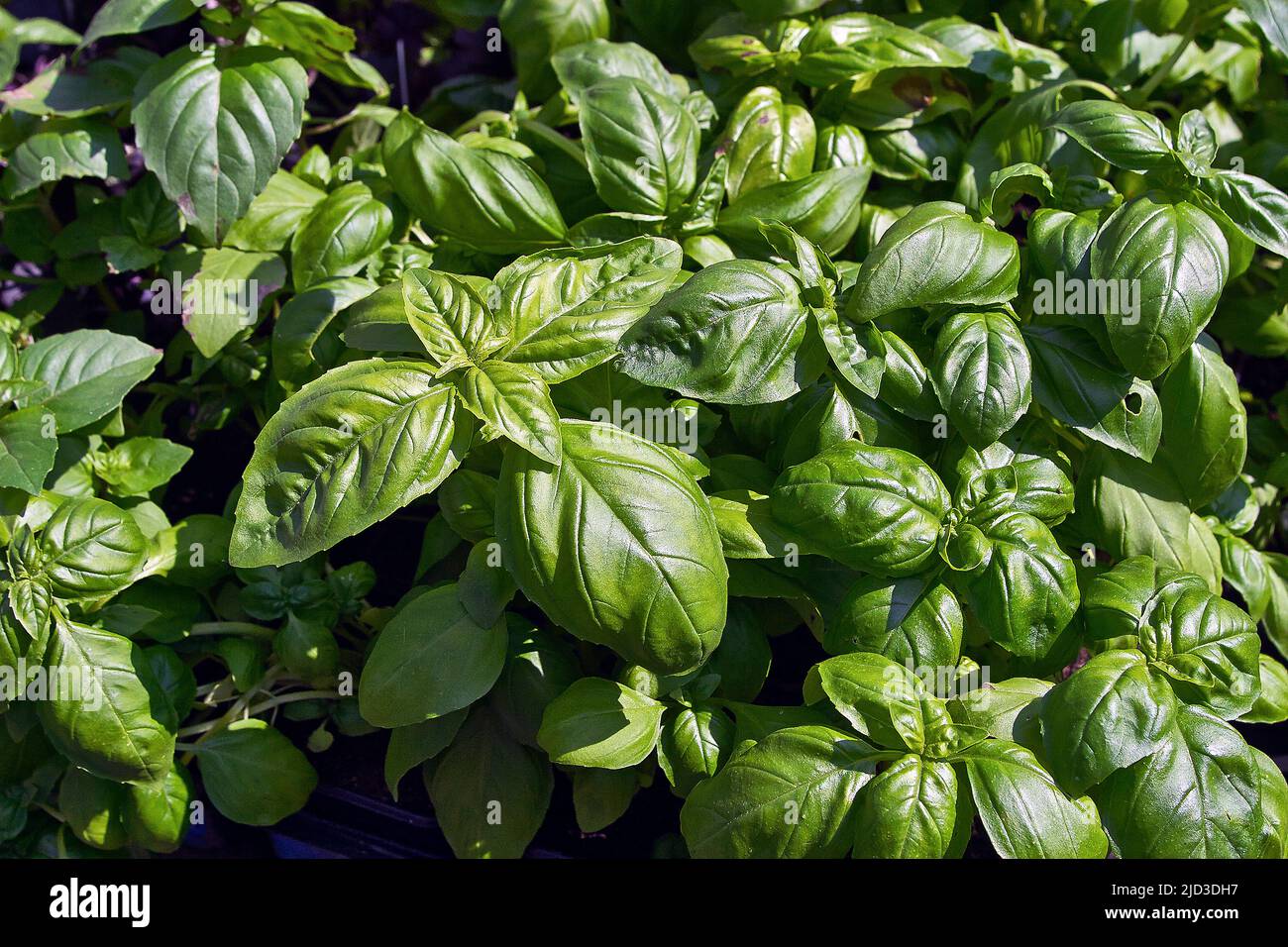 Fresh green basil leaves, top view Stock Photo - Alamy