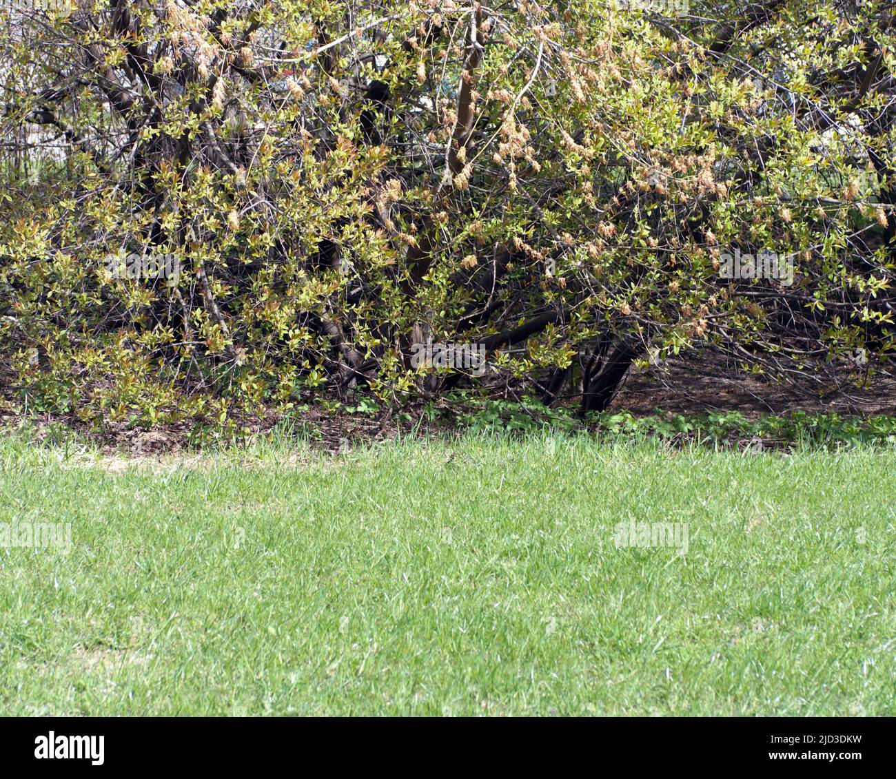 summer in city park at dry sunny day Stock Photo - Alamy