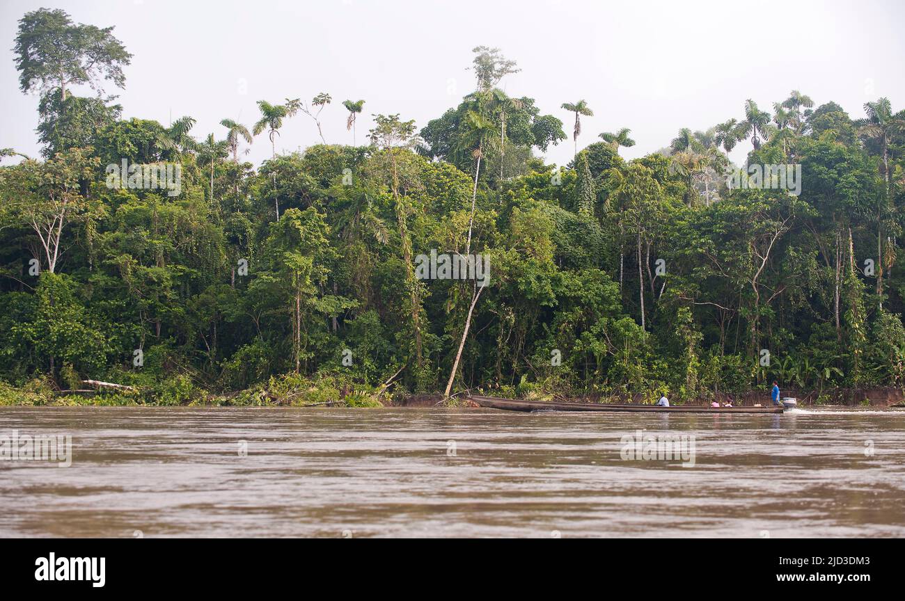 Longboat at Napo River, Ecuador. The river banks are covered with dense ...