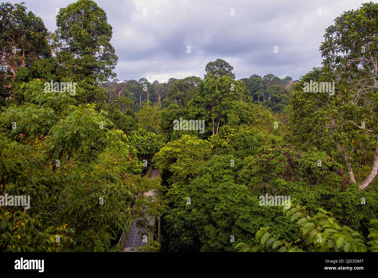 The dense rainforest of Sepilok with Sepilok Canopy Walkway, Sabah ...