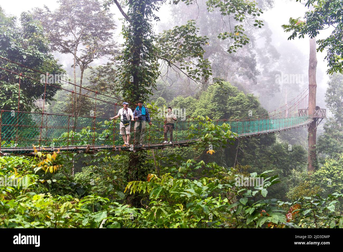 Walkway in the rainforest of Danum Valley, Sabah, Borneo Stock Photo ...