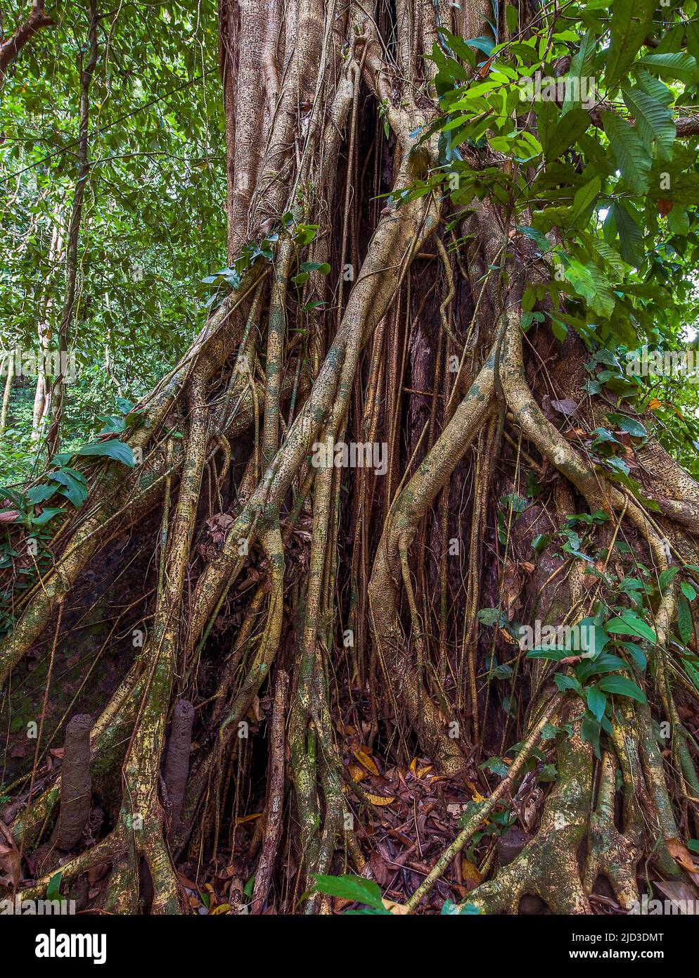 Strangler fig (Ficus benjamina) on the forest floor in the rainforest ...
