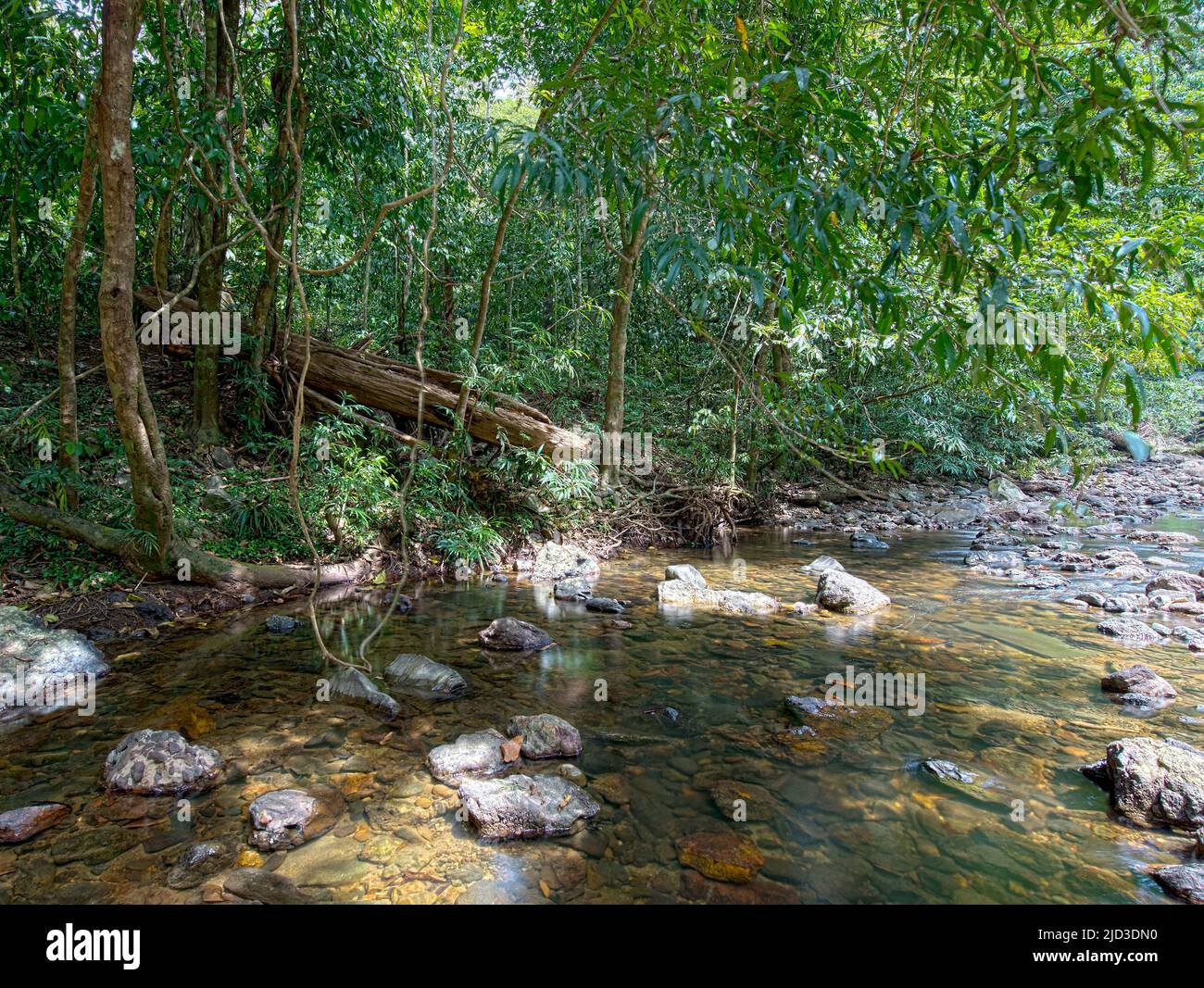 Small streem in the rainforest of Tabin NP, Sabah, Borneo Stock Photo ...