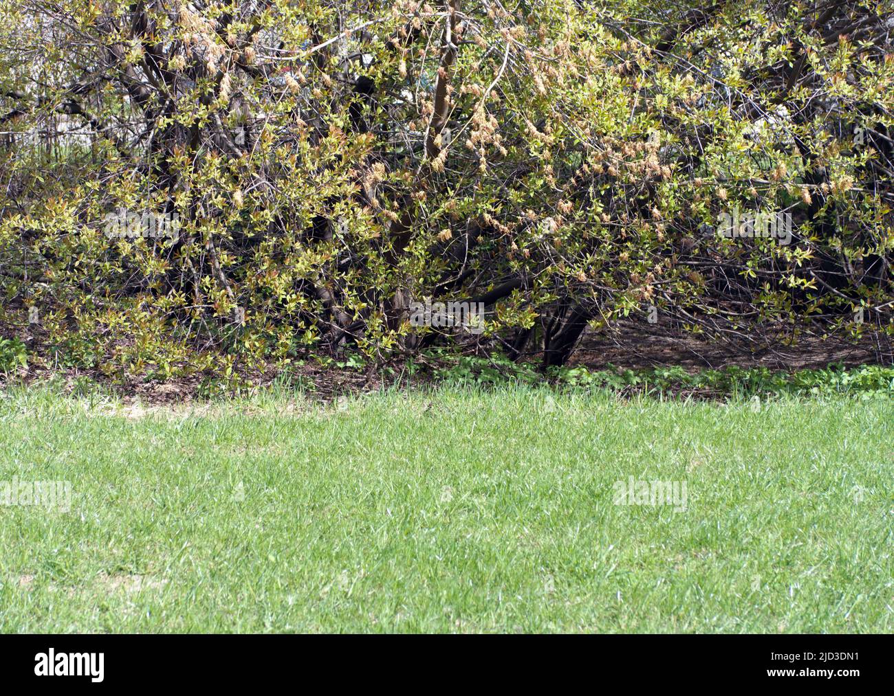 summer in city park at dry sunny day Stock Photo - Alamy