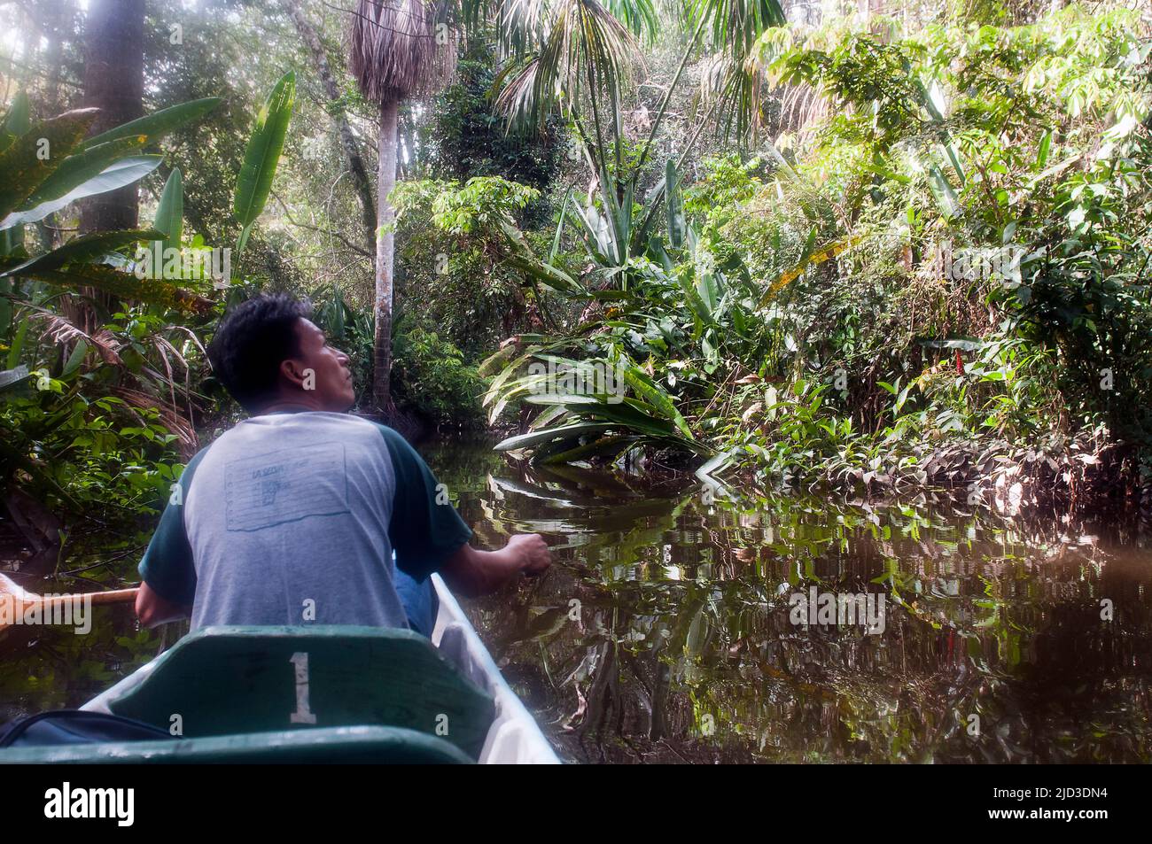 Exploring the Amazon rainforest of Ecuador from a canoo Stock Photo - Alamy