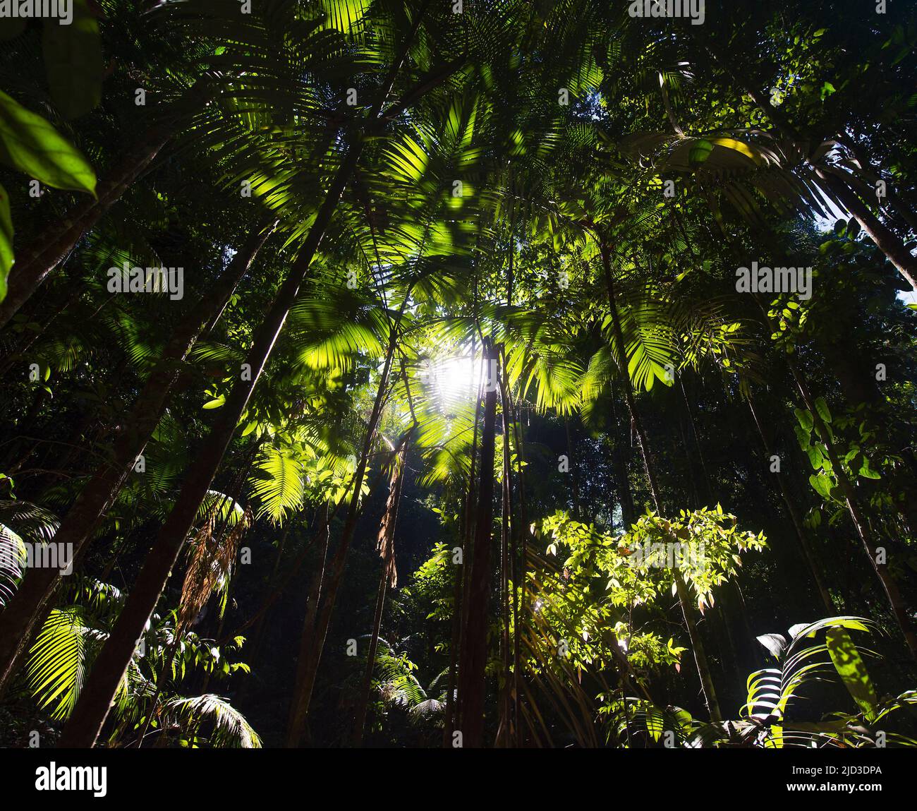 Sunlight penetrates through the canopy and reaching the forest floor of ...