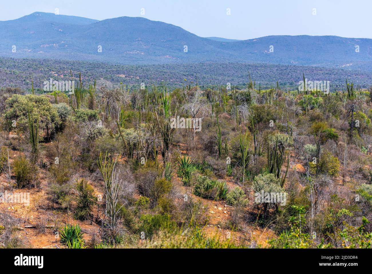 Madagascar spiny thickets at Bevilany region (Anosy), Madagascar. 48% ...