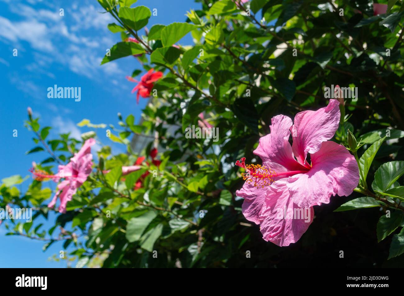 rose mallow plant Stock Photo - Alamy