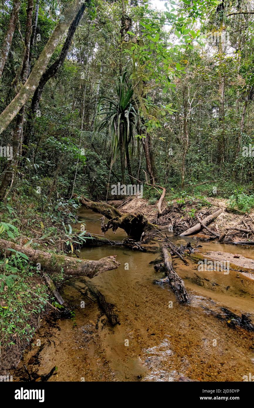 Primary rainforest in Andasibe-Mantadia National Park, Madagascar Stock ...