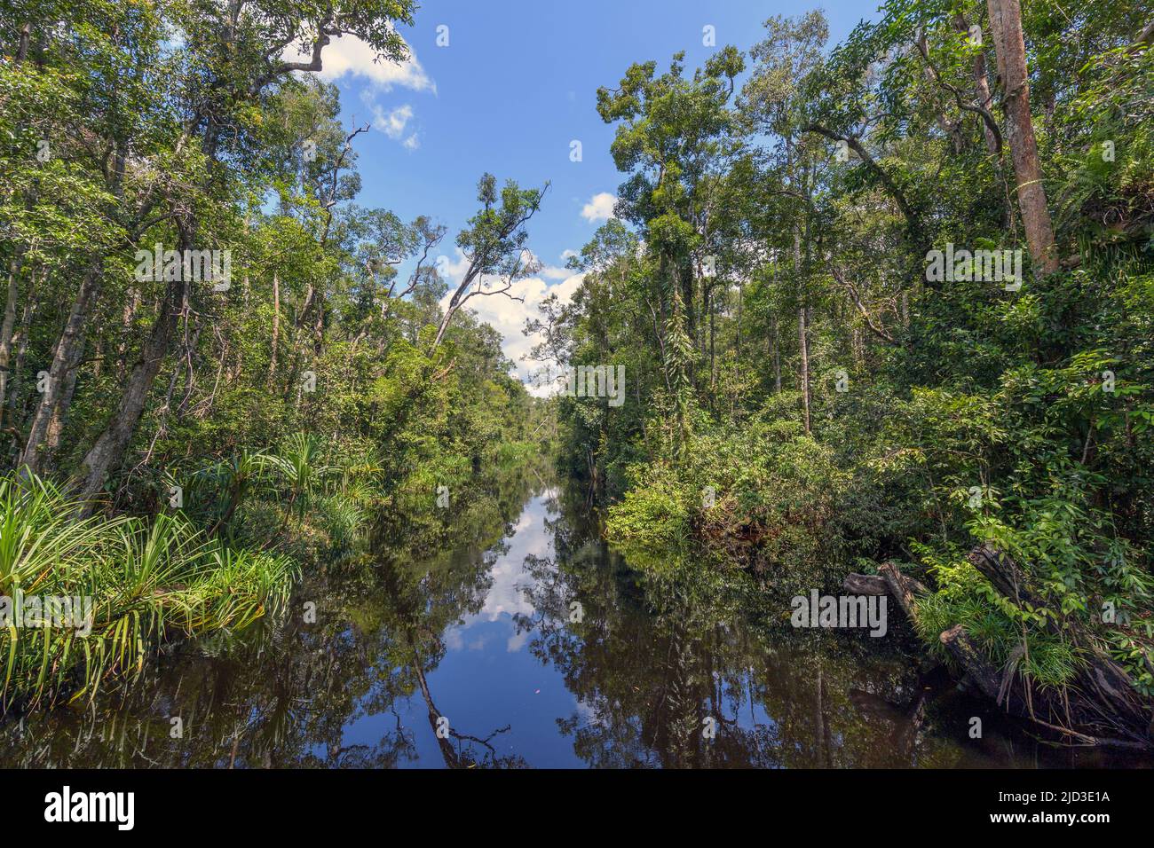 Rainforest along the Sekonyer River (a tributary to Kumai River) in ...
