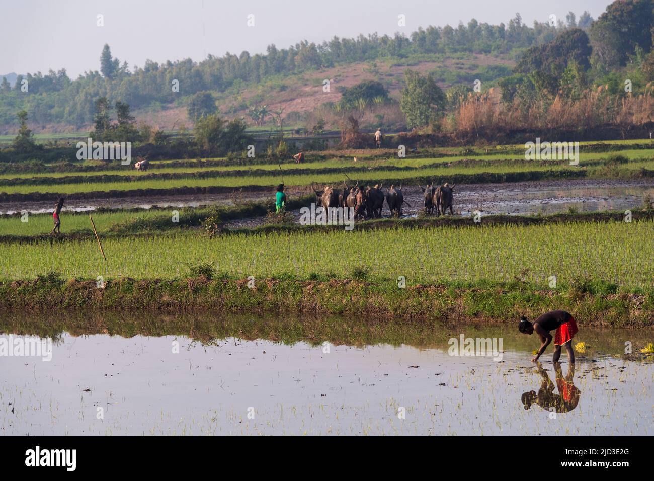 Growing rice at Anosy, Toliara province, Madagascar Stock Photo - Alamy