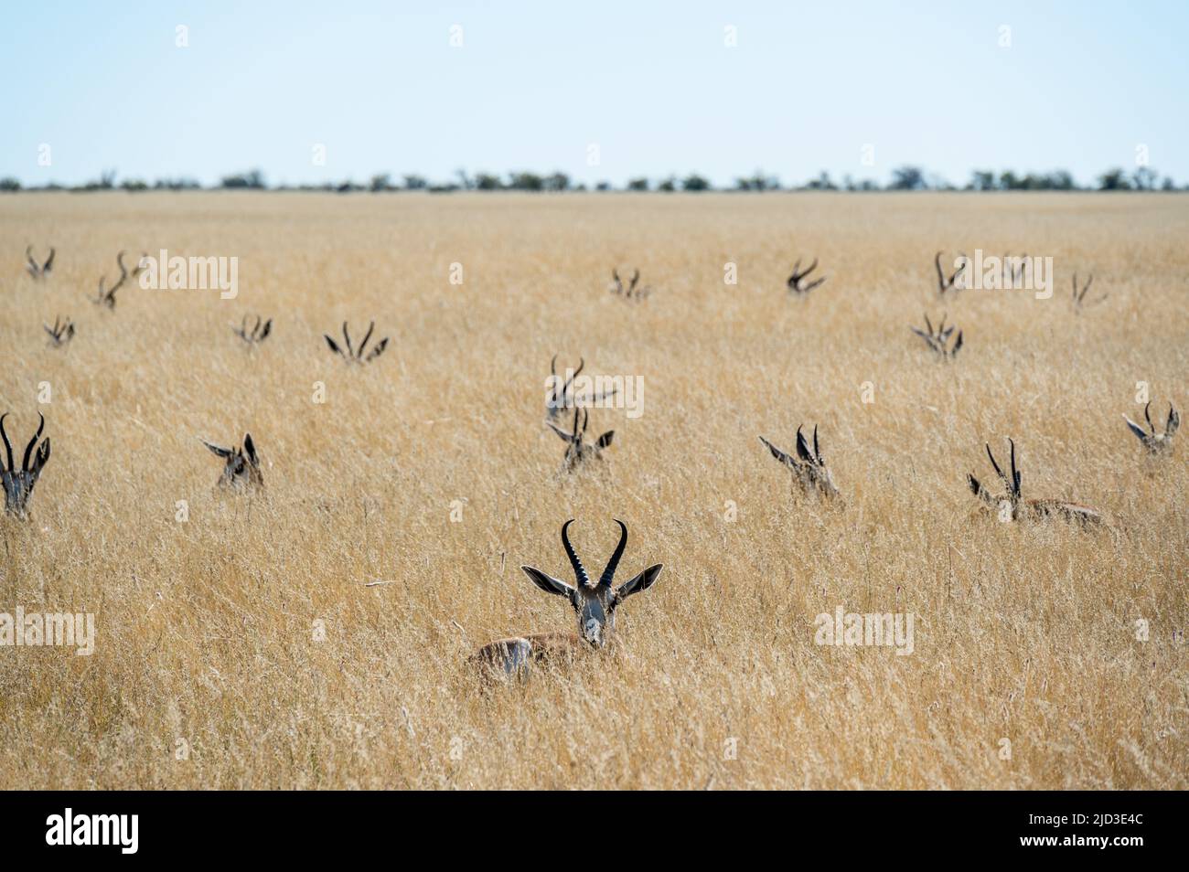 Springbok hunting hi-res stock photography and images - Alamy
