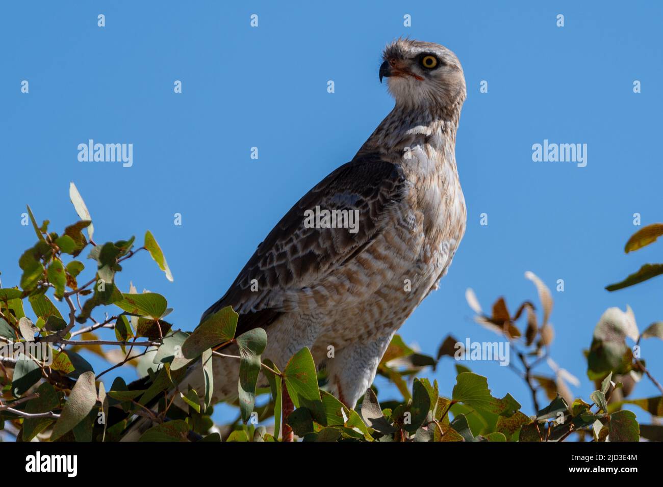 Fight scene silhouette hi-res stock photography and images - Alamy