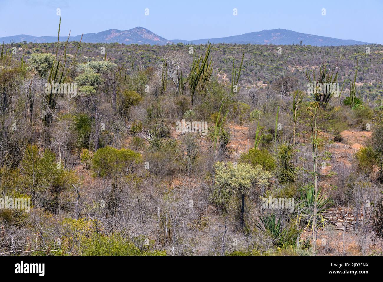 Madagascar spiny thickets at Bevilany region (Anosy), Madagascar. 48% ...