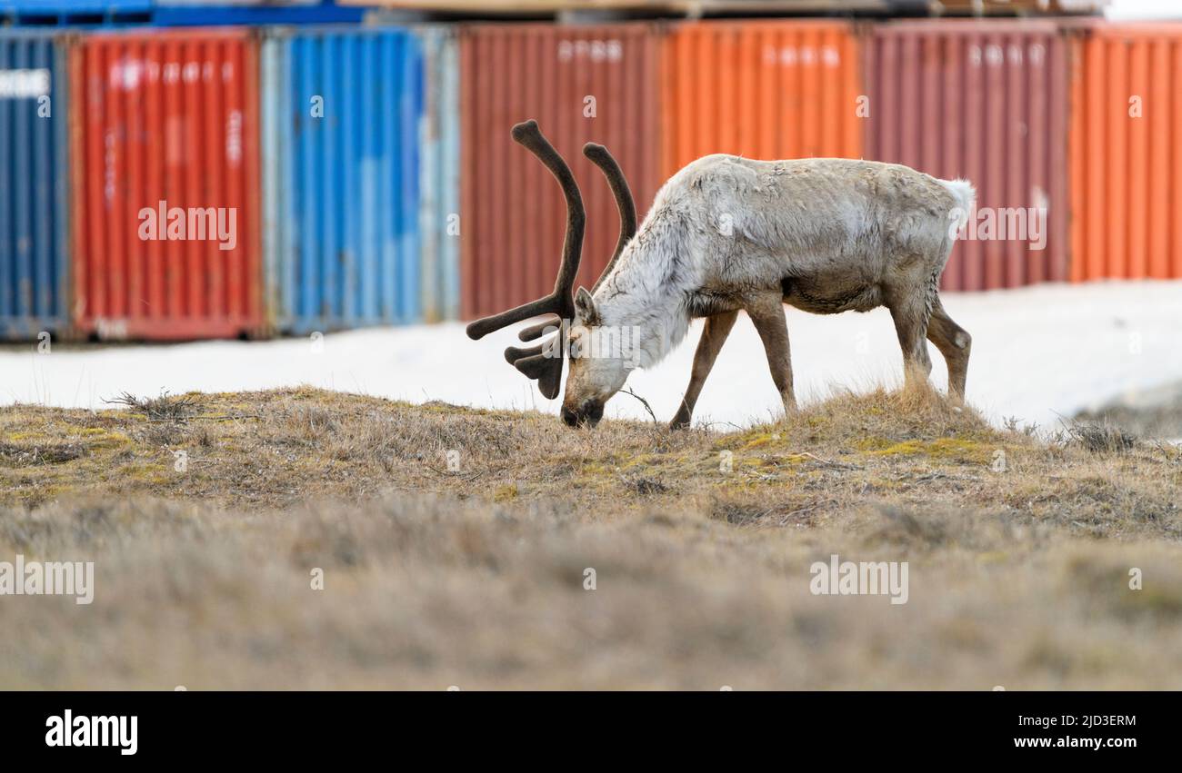 Alaska oil pipeline caribou hi-res stock photography and images - Alamy