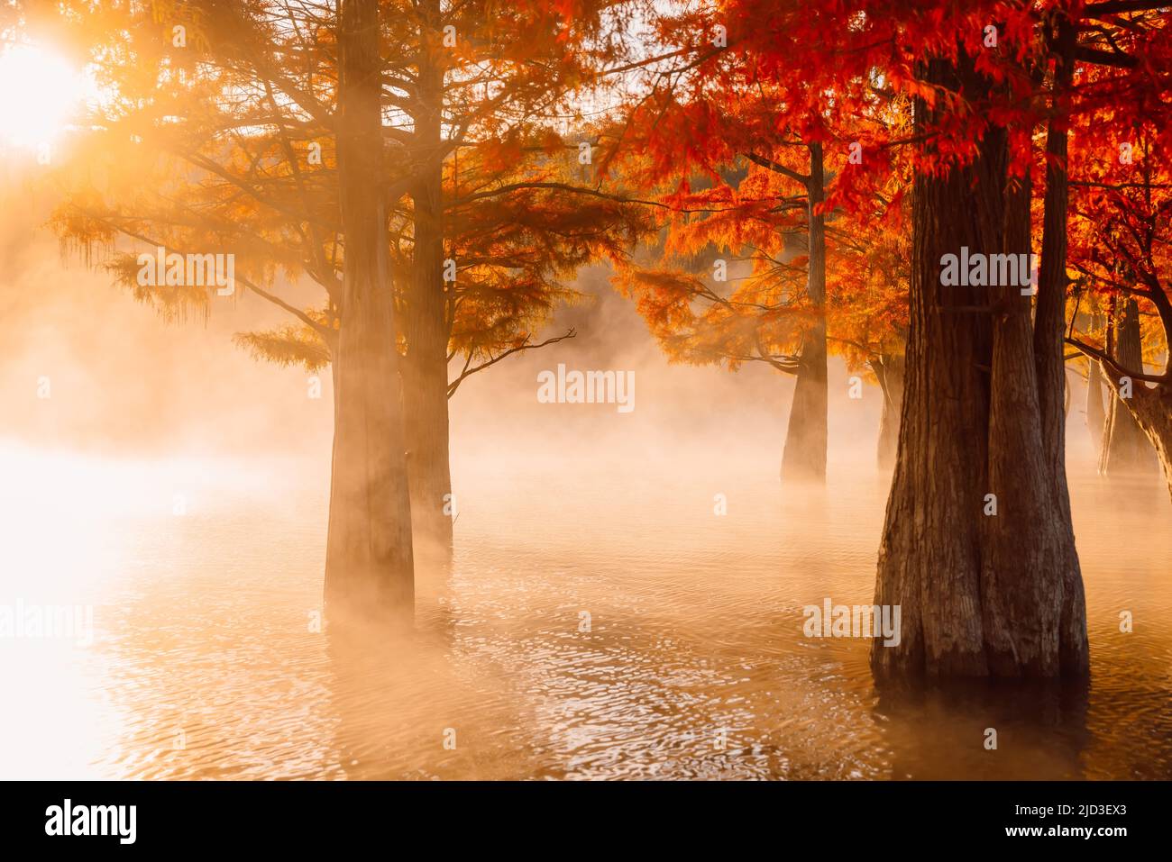 Swamp cypresses trees in water with orange needles, warm light and fog ...