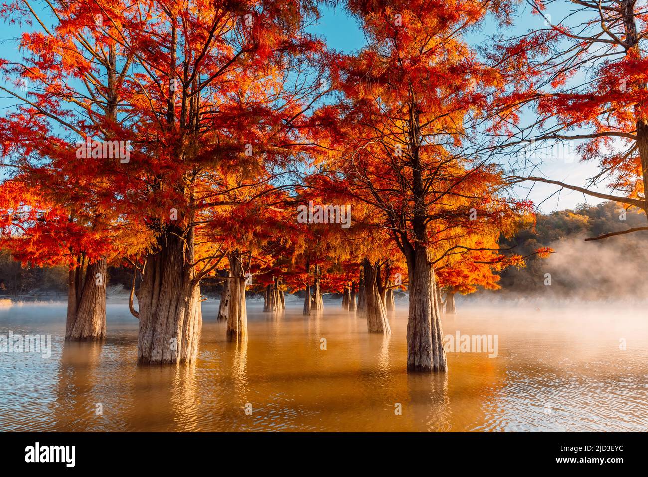 Taxodium in water with orange needles and sunrise light. Autumnal swamp ...
