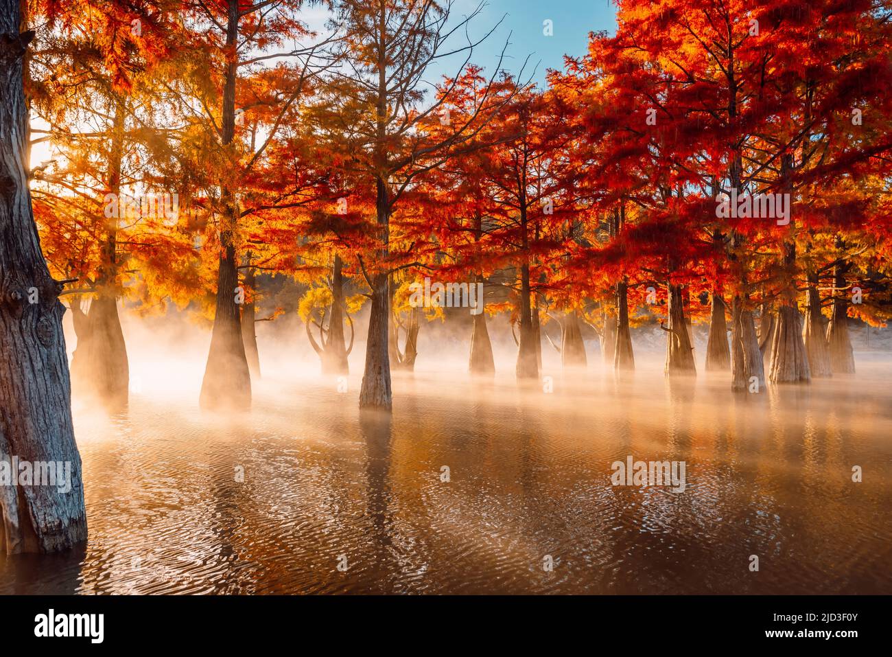 Trees in water with orange needles, sunrise light and fog. Autumnal ...