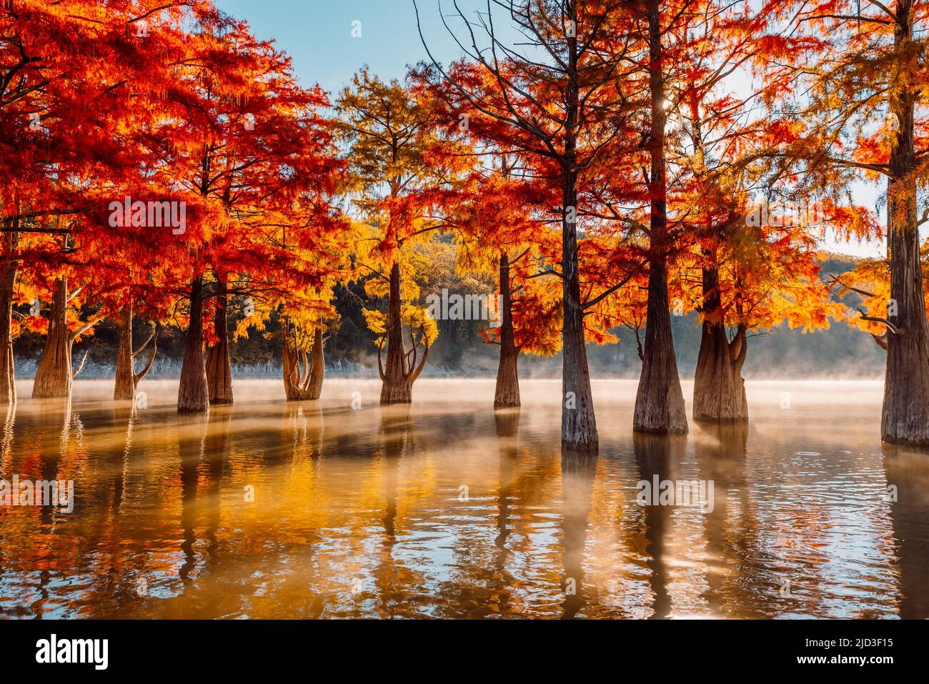 Swamp cypresses on lake with reflection on water, fog and sunshine ...