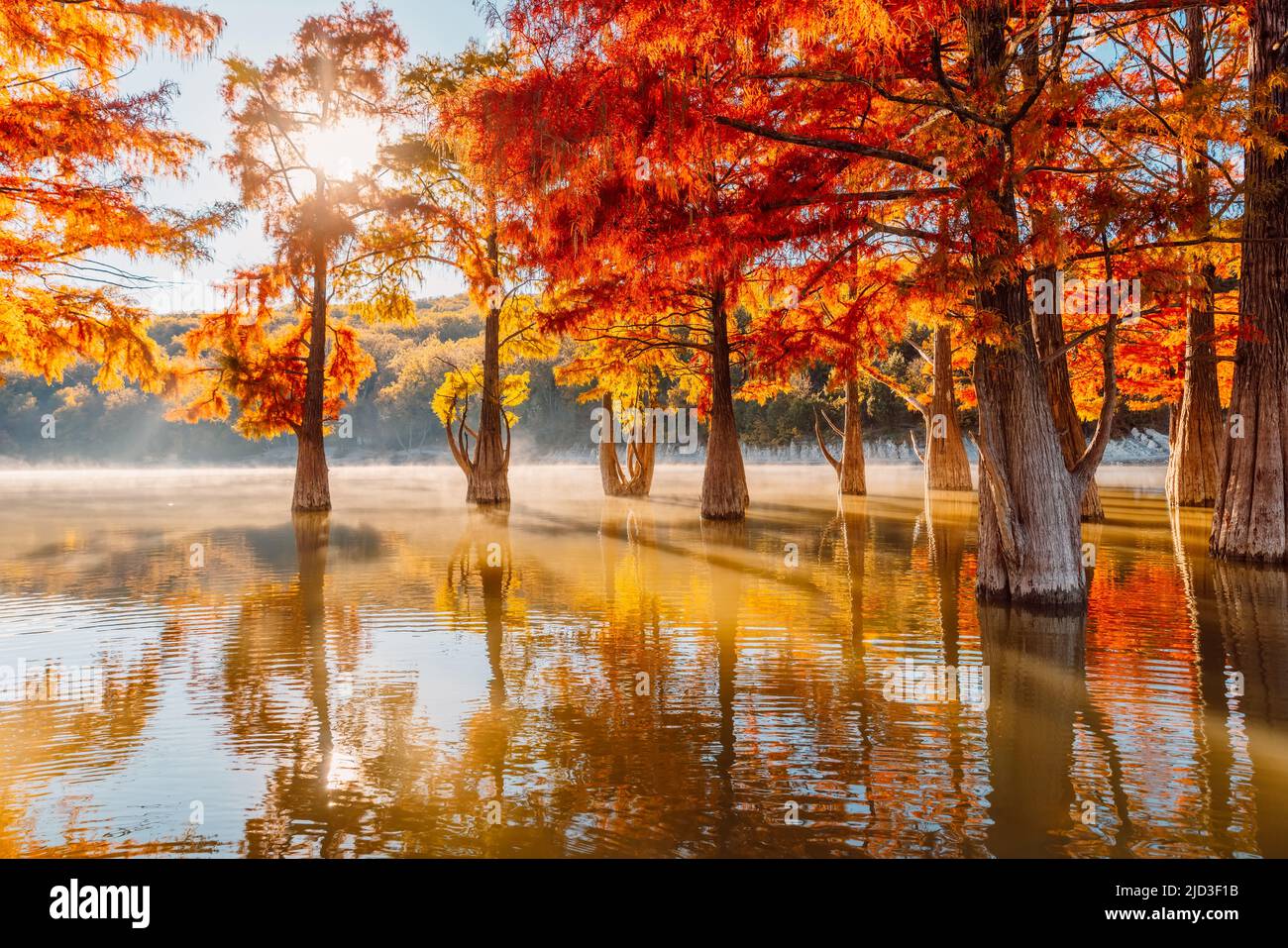 Trees in water with red needles in Florida. Swamp cypresses on lake ...