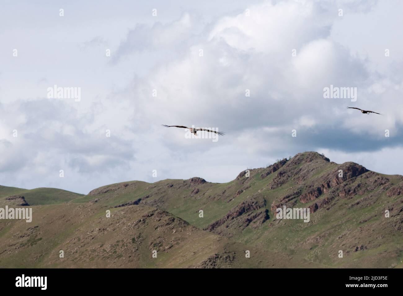 Eagles hunt hi-res stock photography and images - Alamy