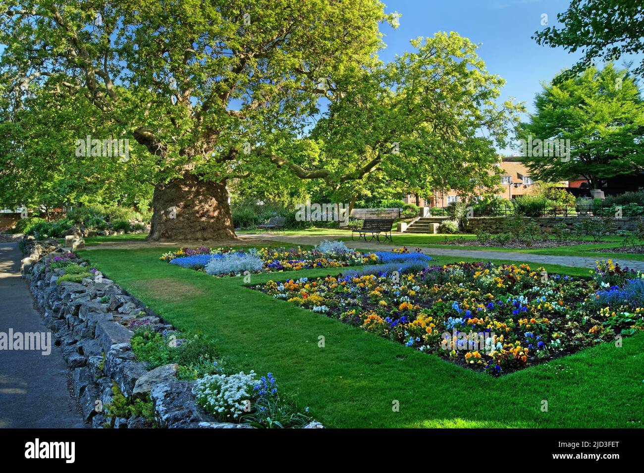 UK, Kent, Canterbury, Westgate Gardens, Plane Tree near Tower House ...