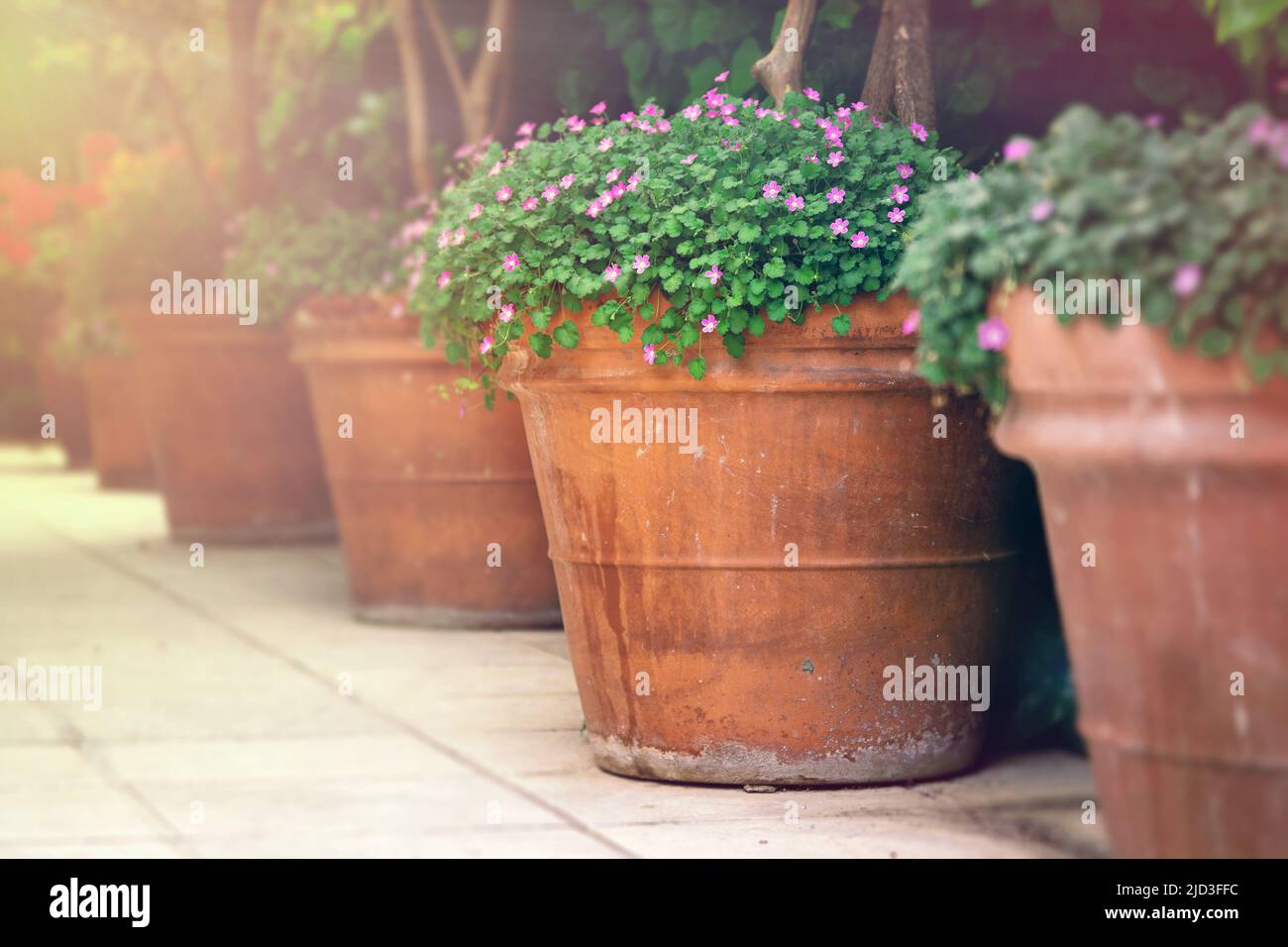 Beautiful flowers in clay pots standing outdoors in summer evening ...