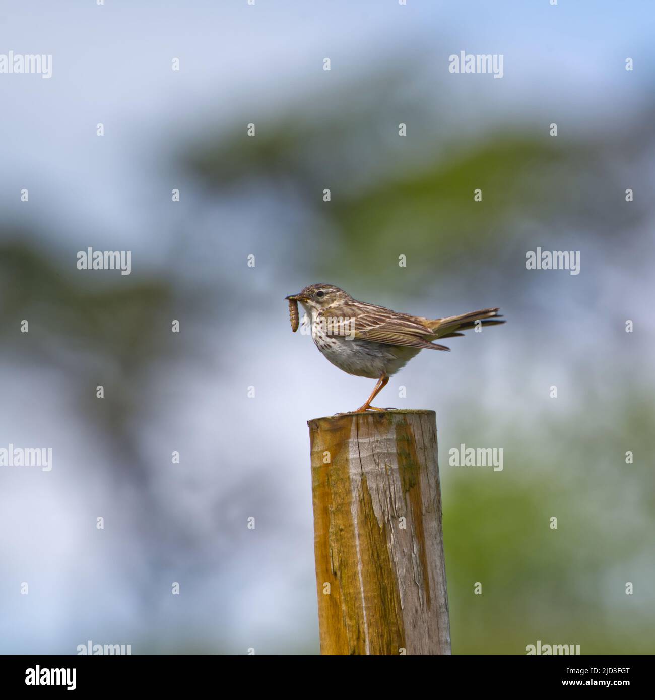 Rock pipit with caterpillar hi-res stock photography and images - Alamy
