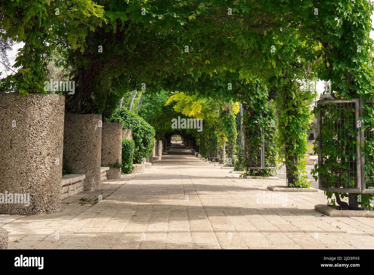 long beautiful alley with tree arches Stock Photo - Alamy