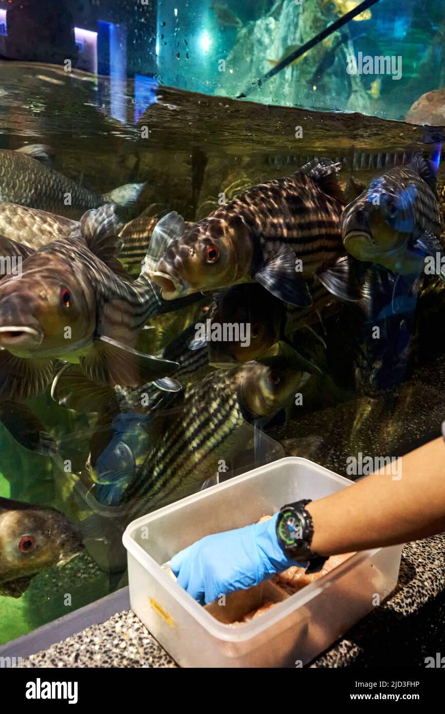 Feeding a flock of large fish in the aquarium of the oceanarium Stock ...