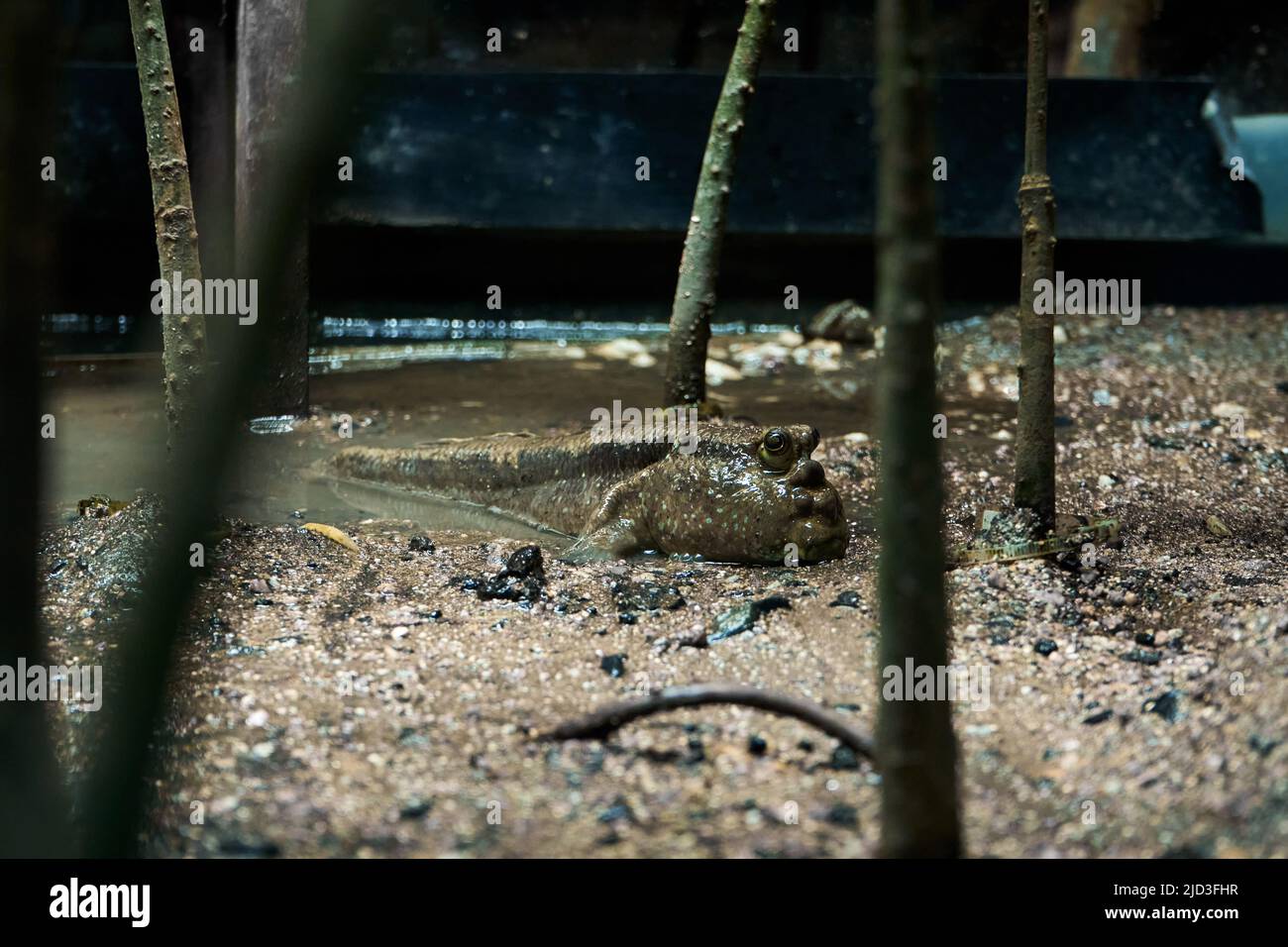mudskipper fish hiding in mud swamp close up Stock Photo - Alamy