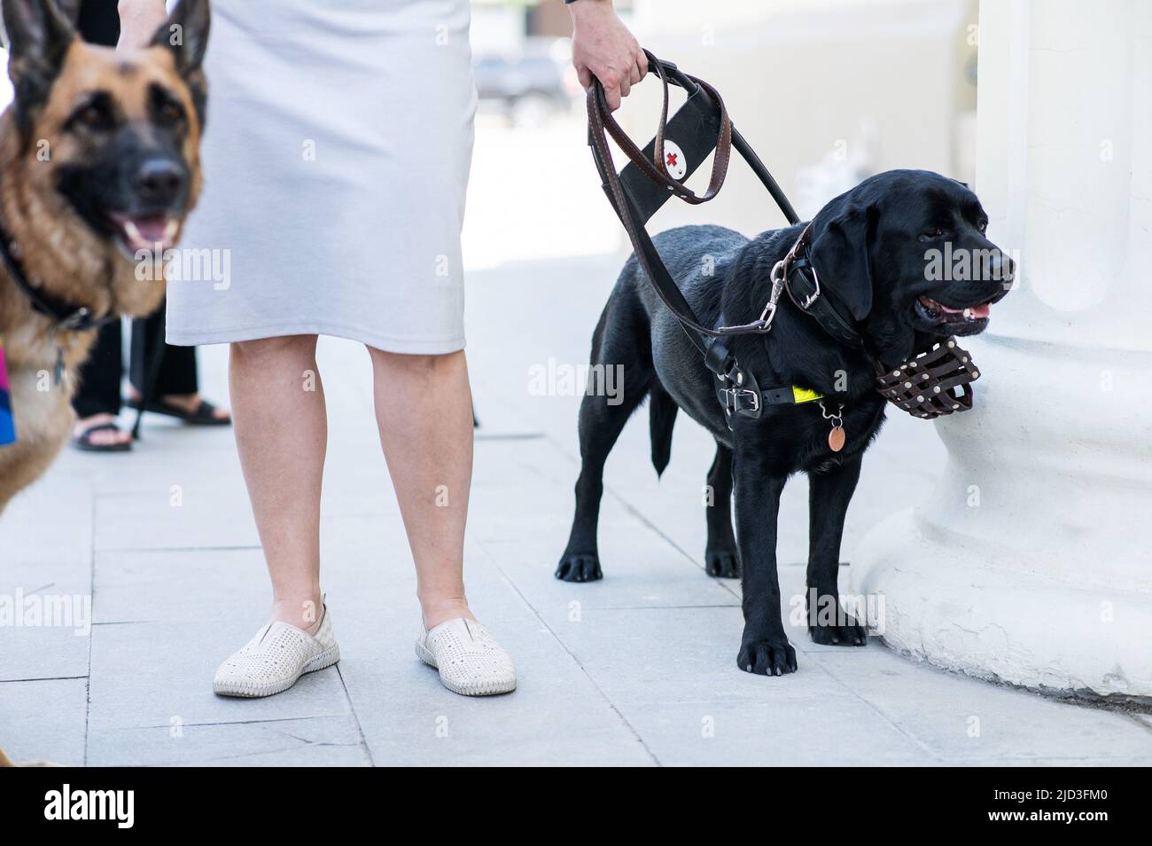 Black Labrador working as a guide dog for a blind woman Stock Photo - Alamy